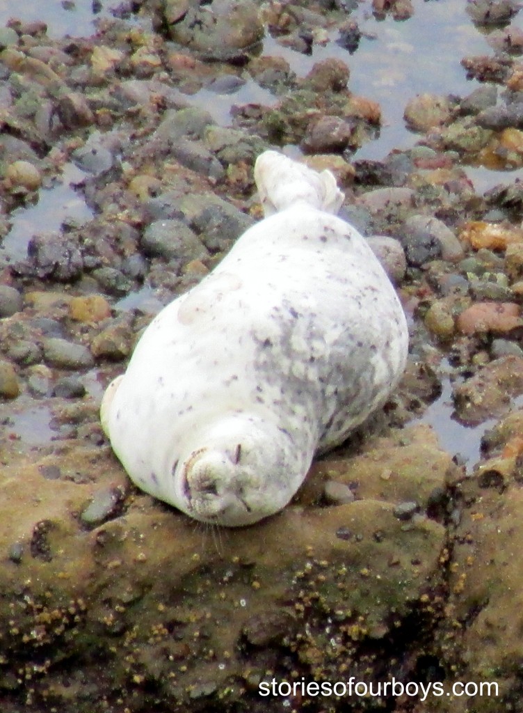 Sea Lions VS Harbor Seals: I finally figured out the difference ...
